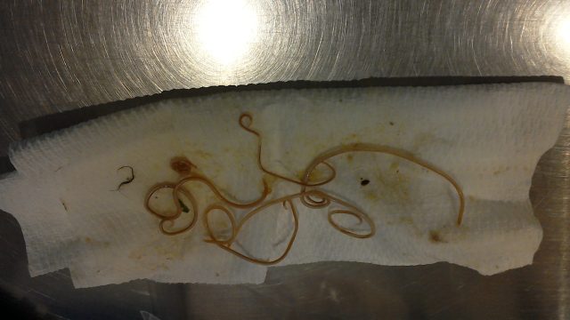 Why is my Vet Obsessed with Poop? | South Shore Veterinary Clinic ...